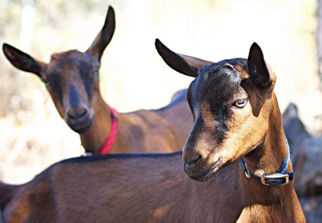 Our Farm | Dirty Goat Soap